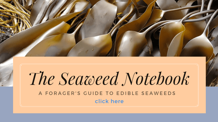 Fermented Dulse Recipe With Mooli