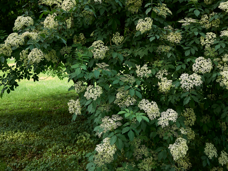 Elder - A Foraging Guide to Its Food, Medicine and Other Uses