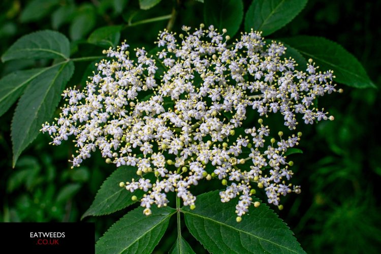 Elder - A Foraging Guide to Its Food, Medicine and Other Uses