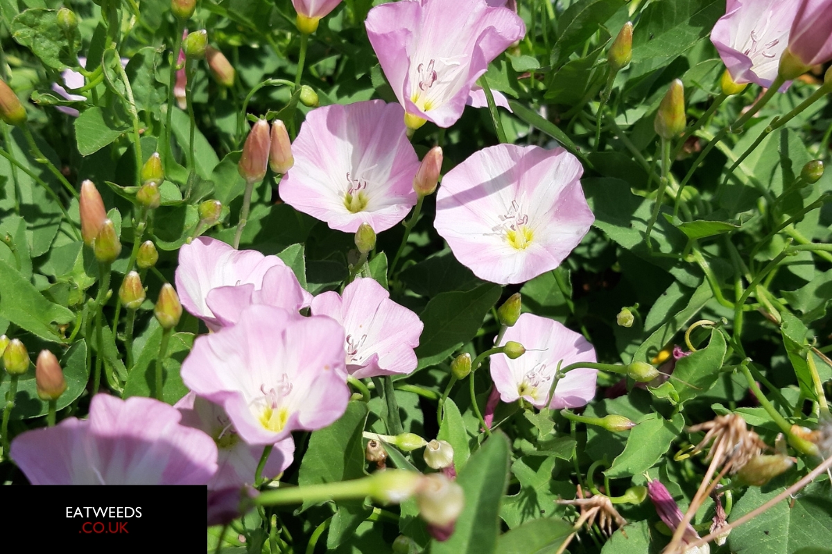 Field Bindweed - A Foraging Guide to Its Food, Medicine and Other Uses