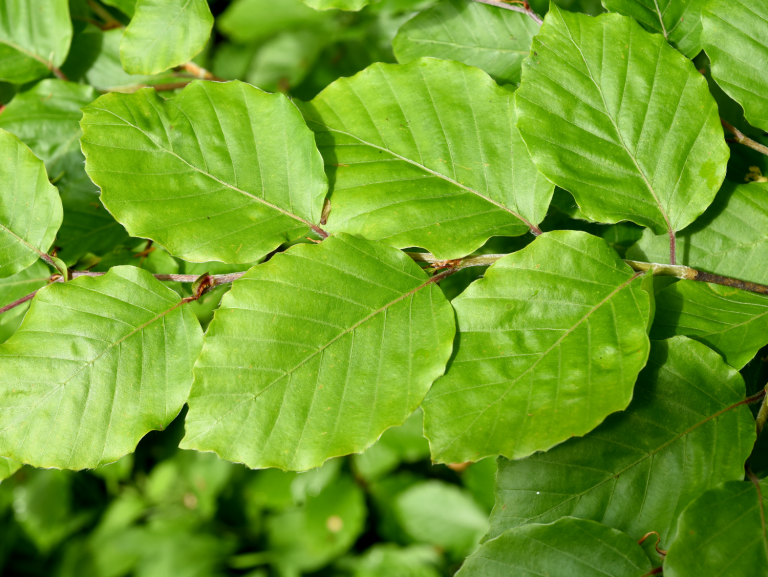 Beech - A Foraging Guide to Its Food, Medicine and Other Uses