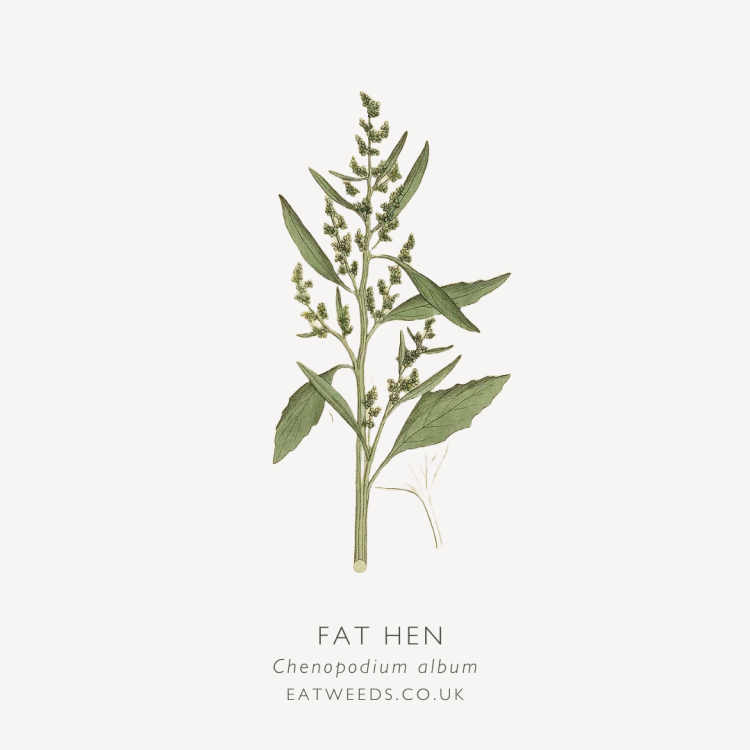 Fat Hen - A Foraging Guide to Its Food, Medicine and Other Uses