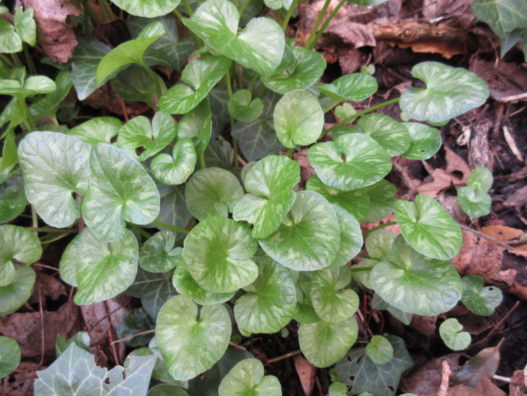 Lesser Celandine - A Foraging Guide to Its Food, Medicine and Other Uses