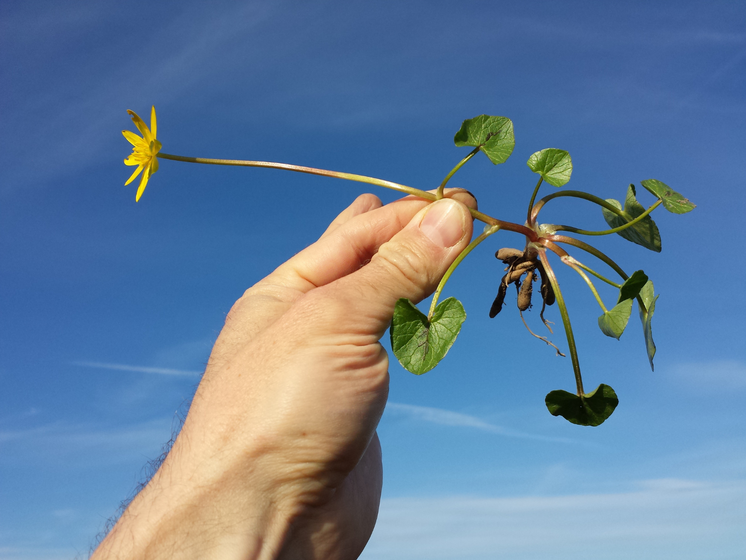 Lesser Celandine - A Foraging Guide to Its Food, Medicine and Other Uses