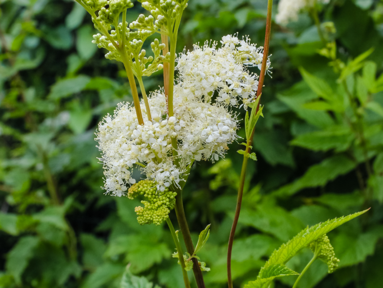 Meadowsweet - A Foraging Guide to Its Food, Medicine and Other Uses