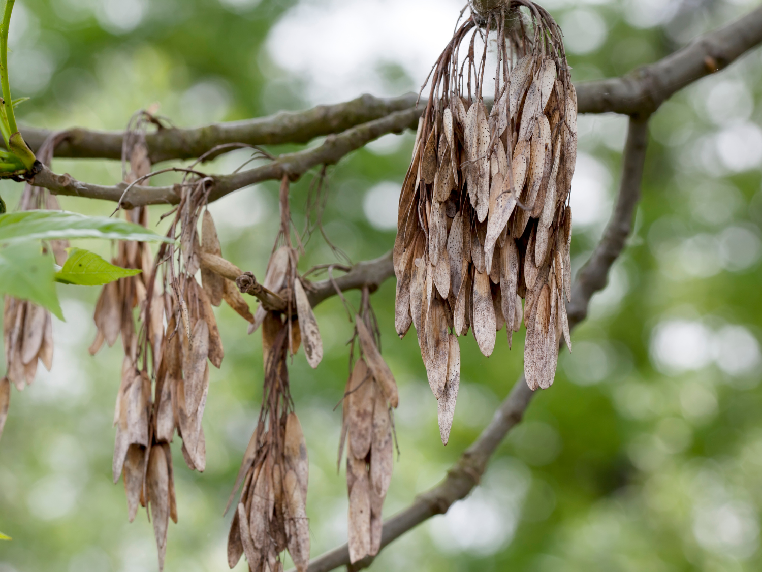 Ash - A Foraging Guide to Its Food, Medicine and Other Uses