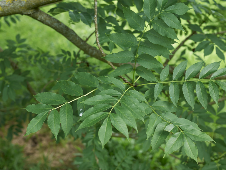 Ash - A Foraging Guide to Its Food, Medicine and Other Uses