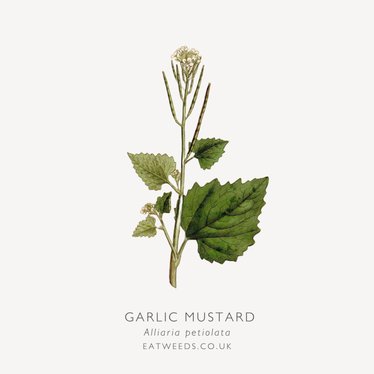 Garlic Mustard - A Foraging Guide to Its Food, Medicine and Other Uses
