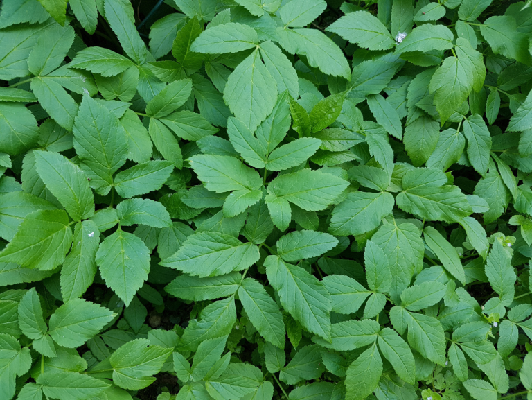 Ground Elder - A Foraging Guide to Its Food, Medicine and Other Uses