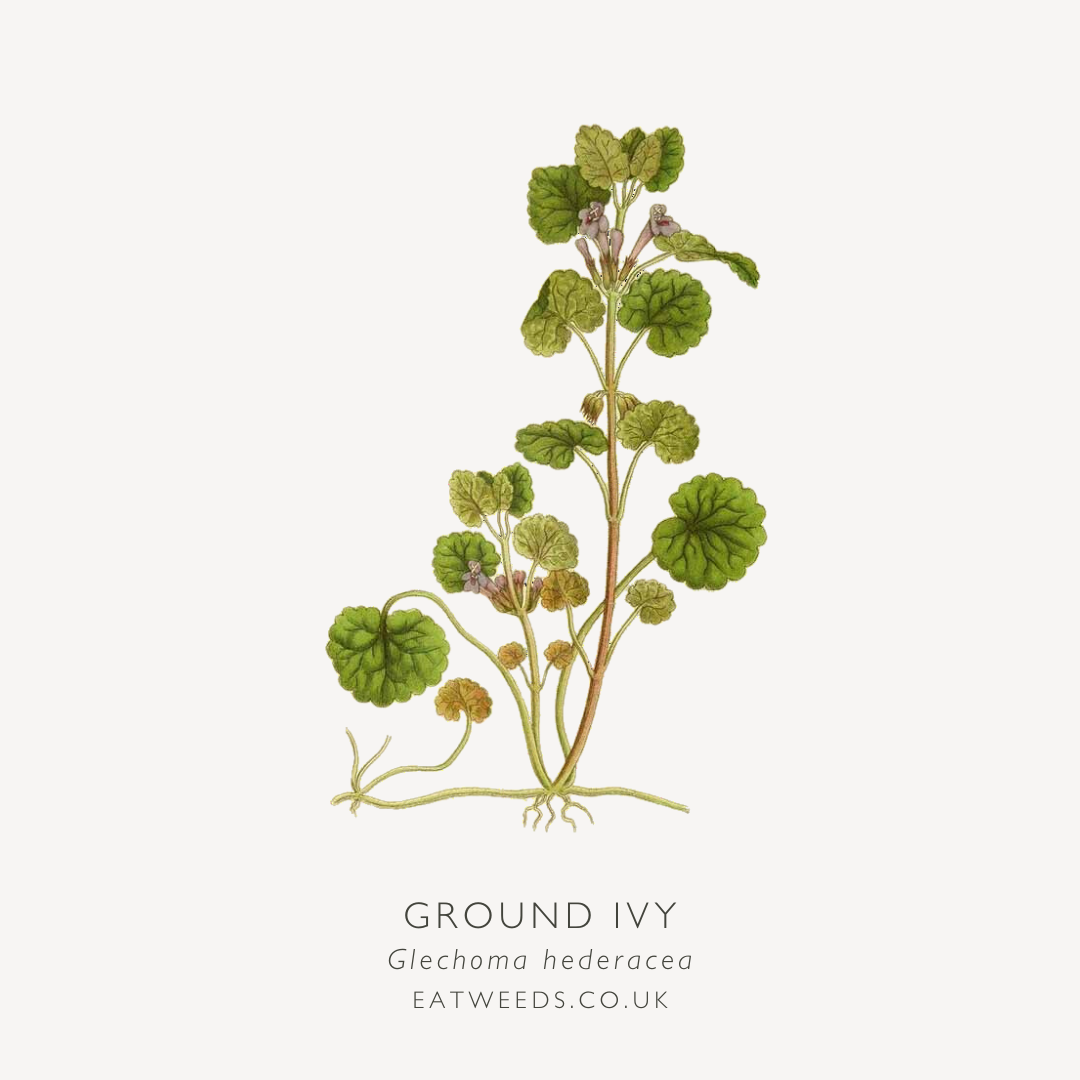 Ground Ivy - A Foraging Guide to Its Food, Medicine and Other Uses