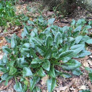 Sea Beet Bhijia Curry – Robin Harford from Eatweeds