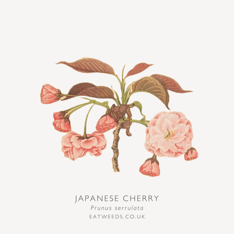 Japanese Trees Names