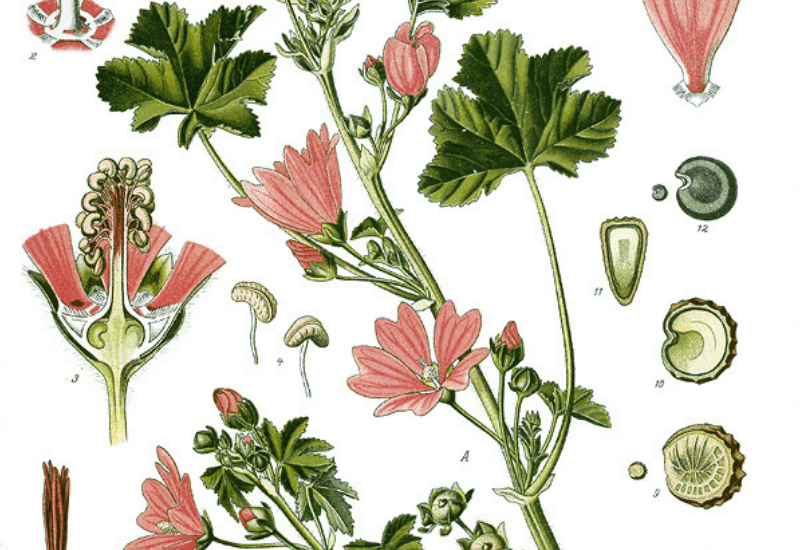 Mallow - Its Traditional and Modern Use As Food and Medicine