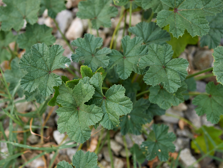 Mallow - A Foraging Guide to Its Food, Medicine and Other Uses