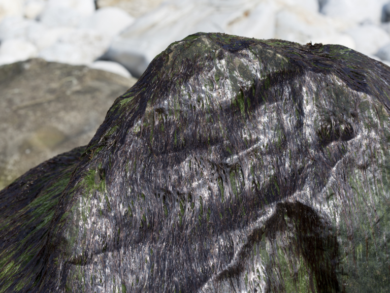 Laver Seaweed - A Foraging Guide to Its Food, Medicine and Other Uses