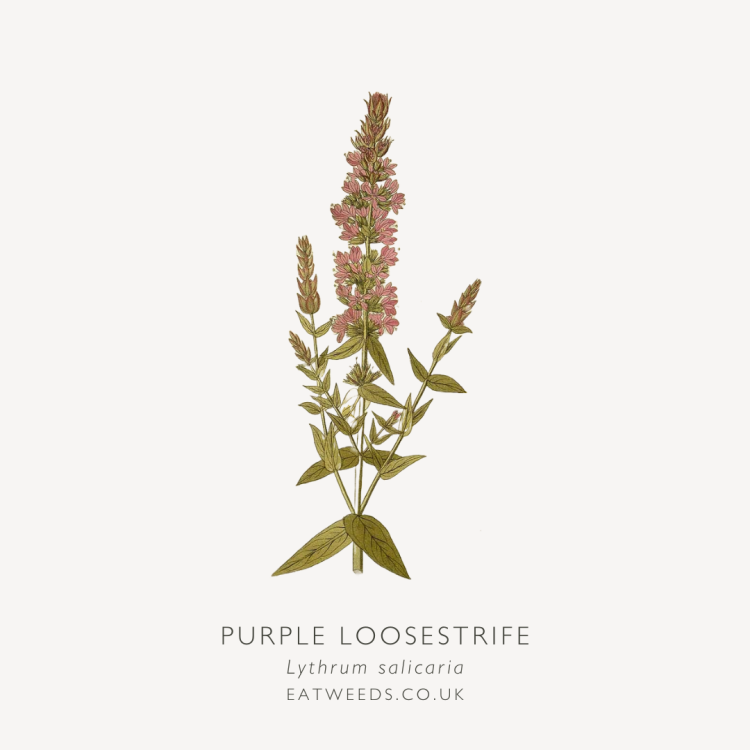 Purple Loosestrife - A Foraging Guide to Its Food and Medicine