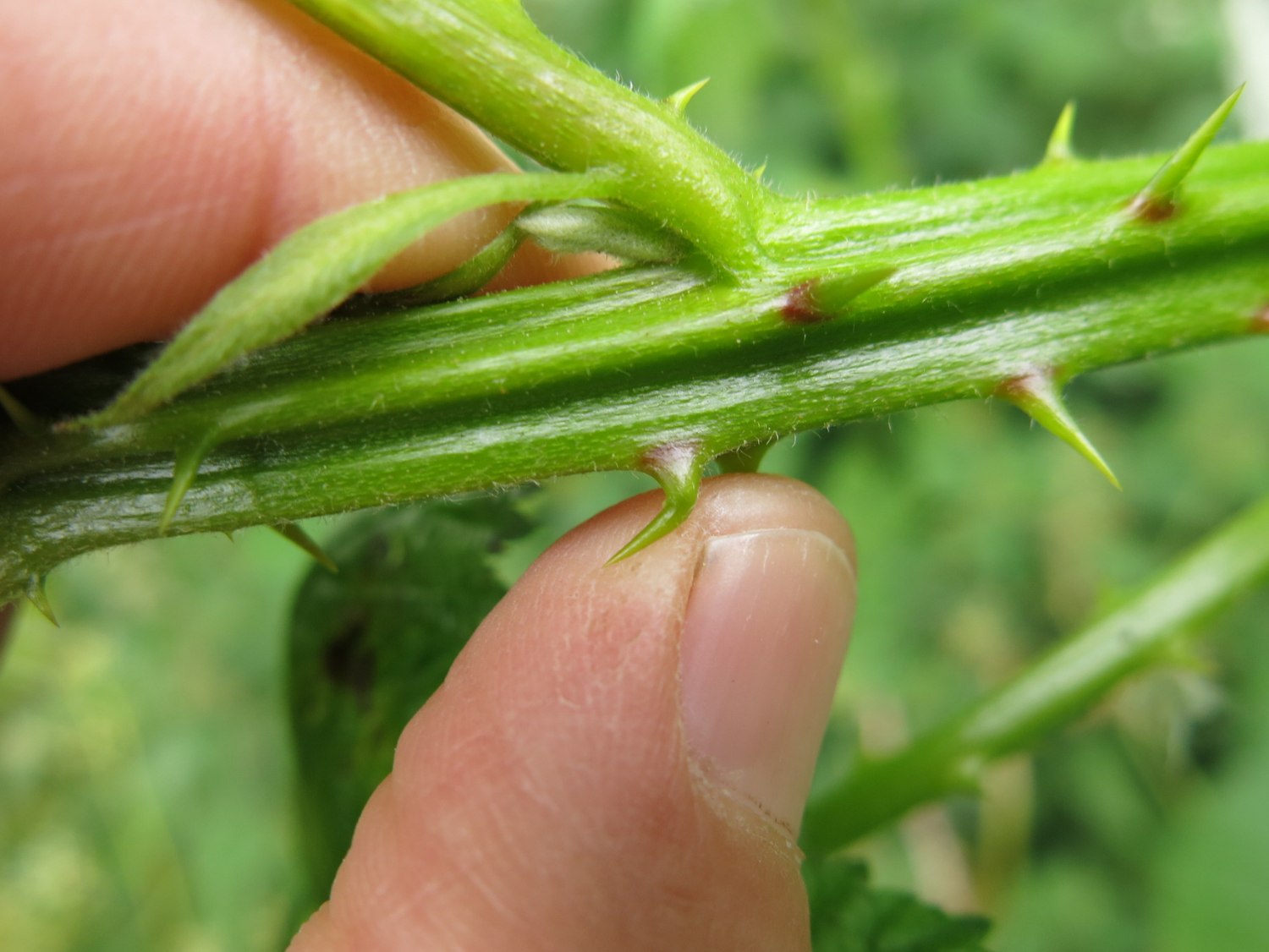 Bramble or Blackberry - A Foraging Guide to Its Food and Medicine
