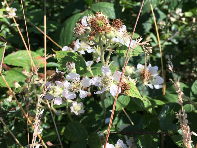 Bramble or Blackberry - A Foraging Guide to Its Food and Medicine