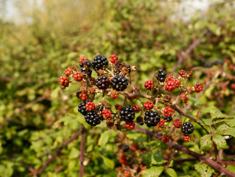 Bramble or Blackberry - A Foraging Guide to Its Food and Medicine