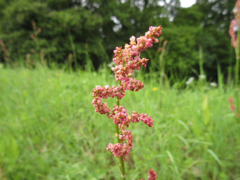 Sorrel - A Foraging Guide to Its Food, Medicine and Other Uses