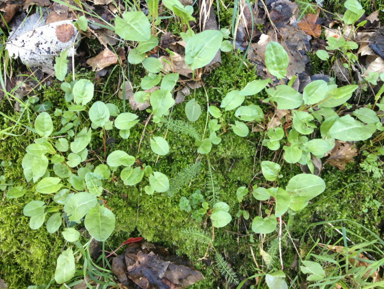 Sorrel - A Foraging Guide to Its Food, Medicine and Other Uses