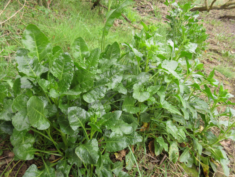 Sea Beet - A Foraging Guide to Its Food, Medicine and Other Uses