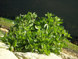 Sea Beet - A Foraging Guide to Its Food, Medicine and Other Uses