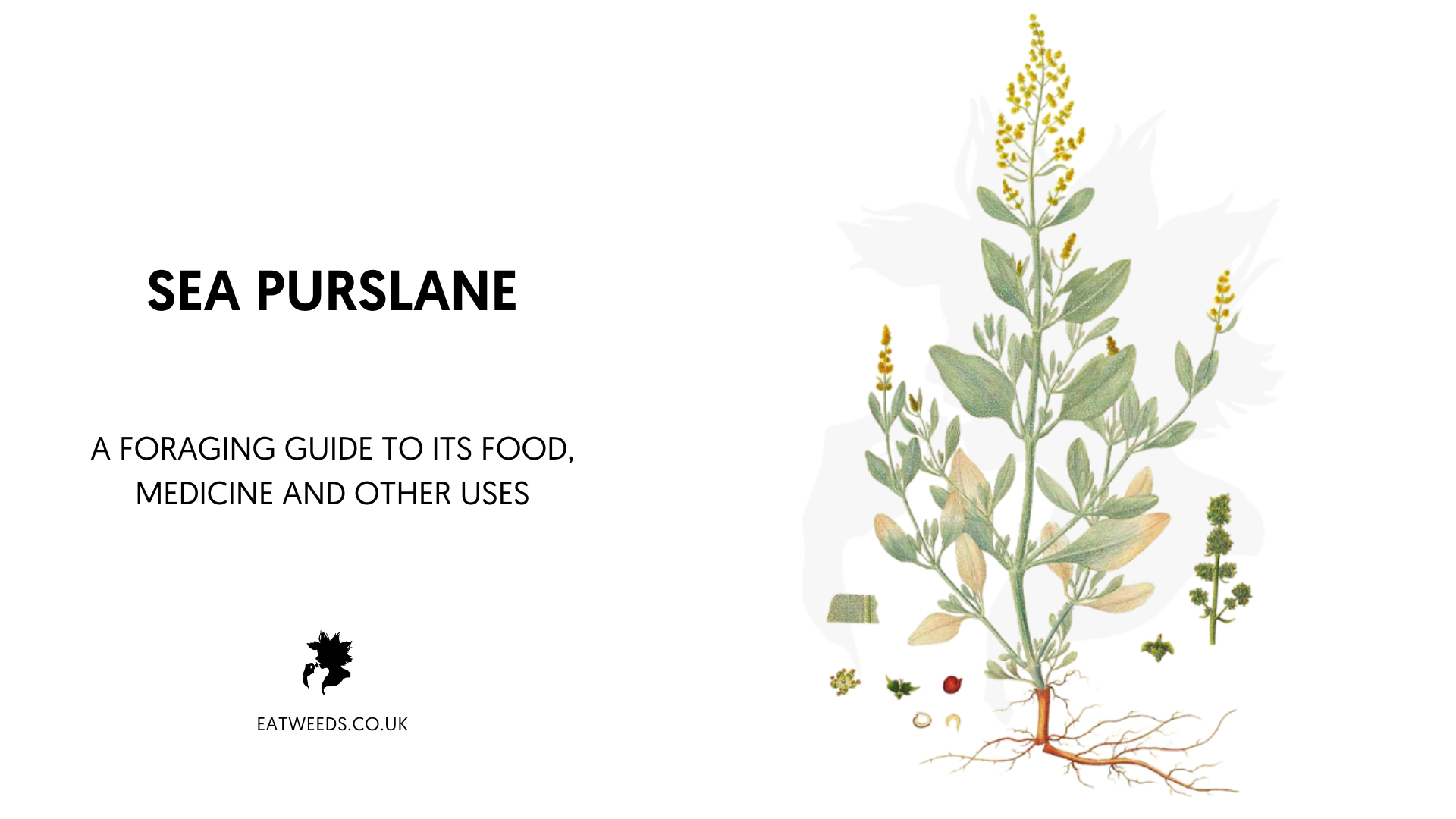 Sea Purslane - A Foraging Guide to Its Food and Medicine