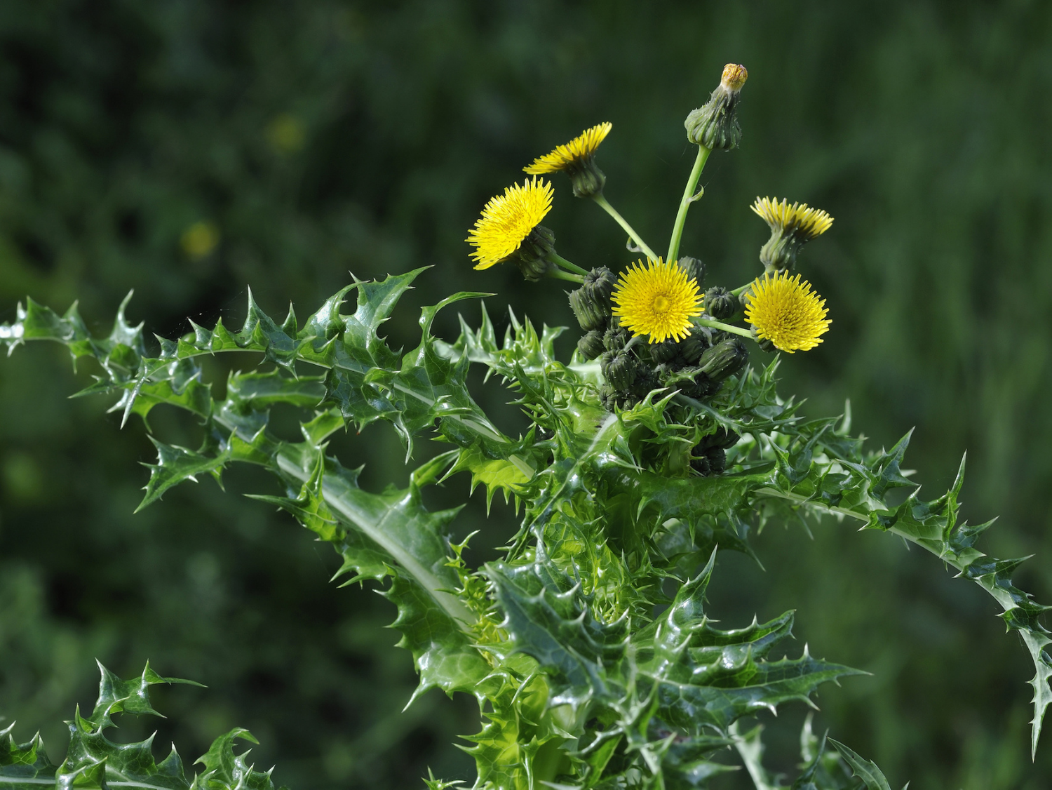 Sowthistle - A Foraging Guide to Its Food, Medicine and Other Uses