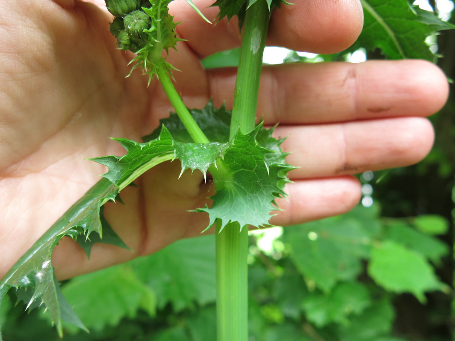 Sowthistle - A Foraging Guide to Its Food, Medicine and Other Uses