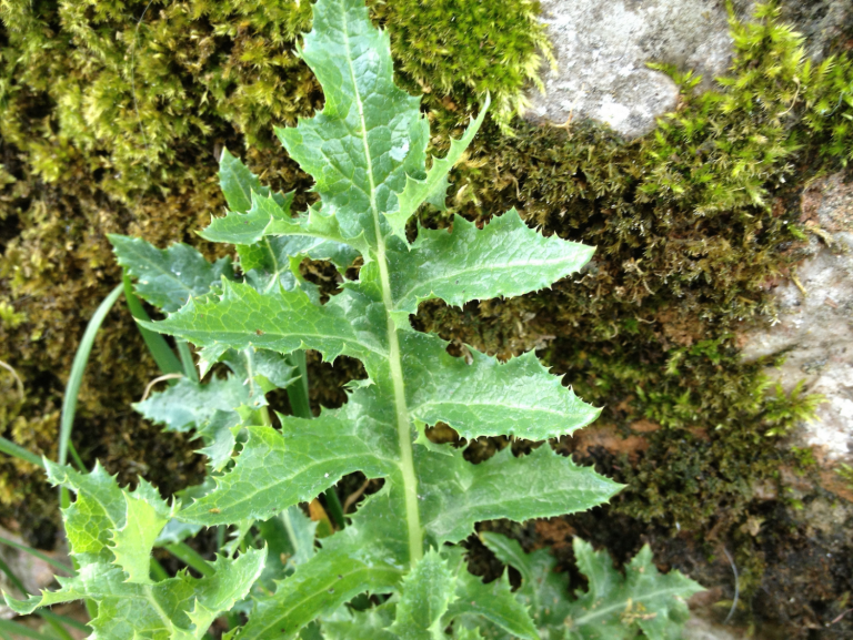 Sowthistle - A Foraging Guide to Its Food, Medicine and Other Uses