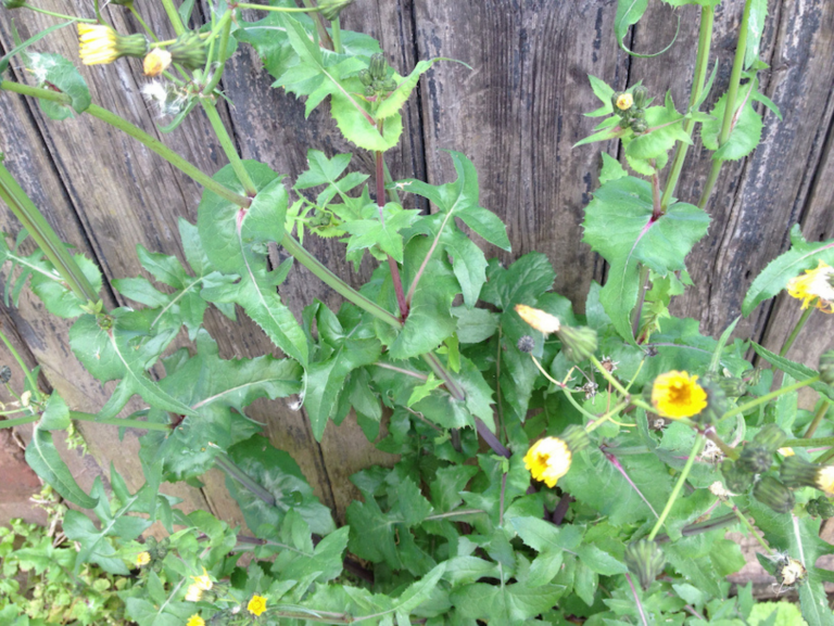 Sowthistle - A Foraging Guide to Its Food, Medicine and Other Uses