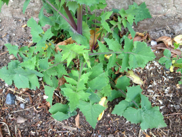 Sowthistle - A Foraging Guide to Its Food, Medicine and Other Uses