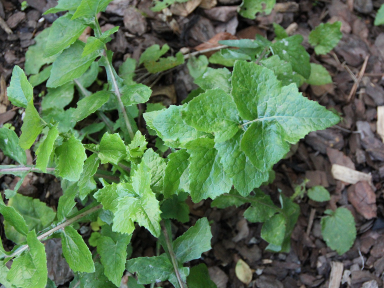 Sowthistle - A Foraging Guide to Its Food, Medicine and Other Uses