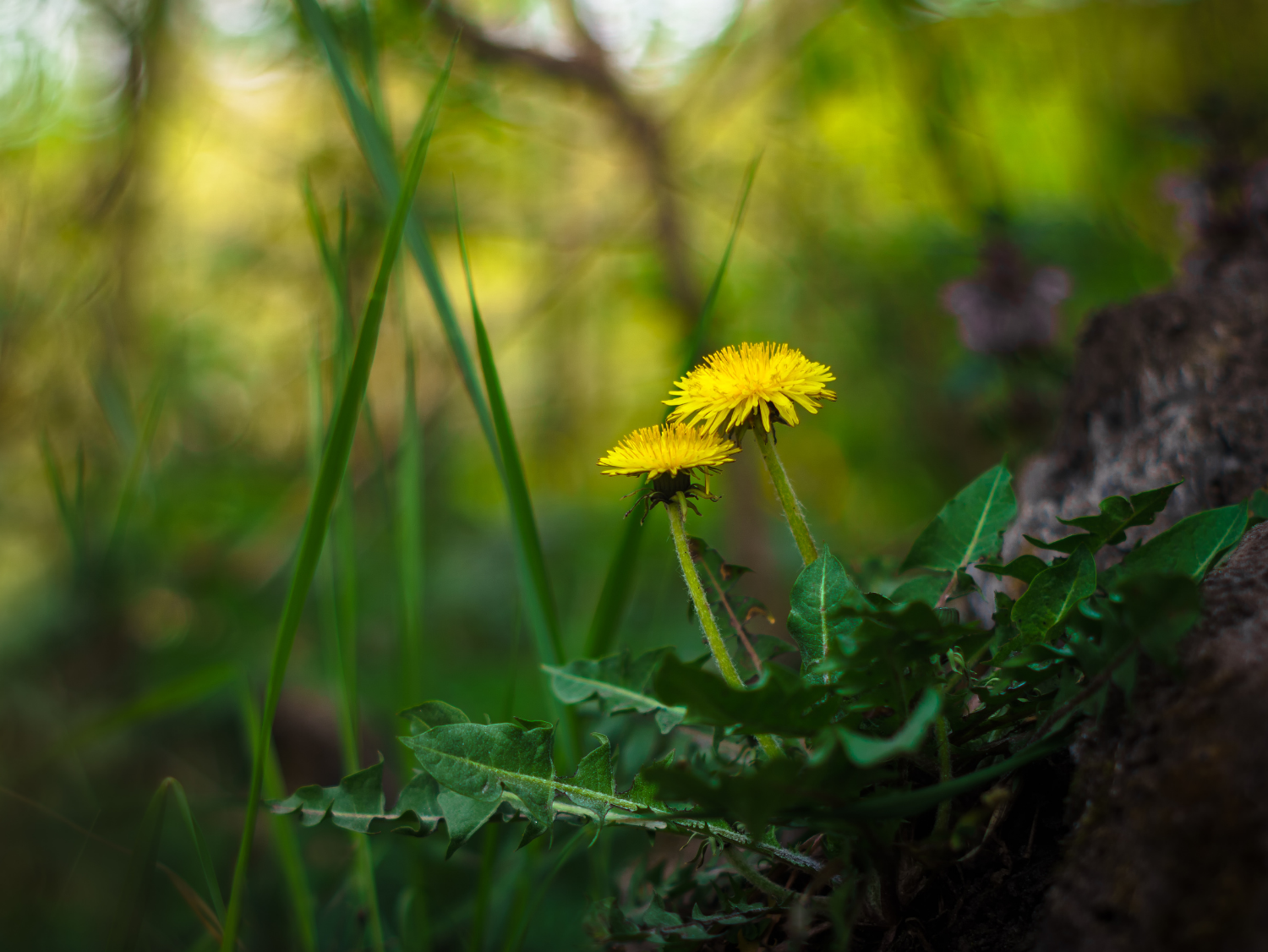 Dandelion - A Foraging Guide to Its Food, Medicine and Other Uses