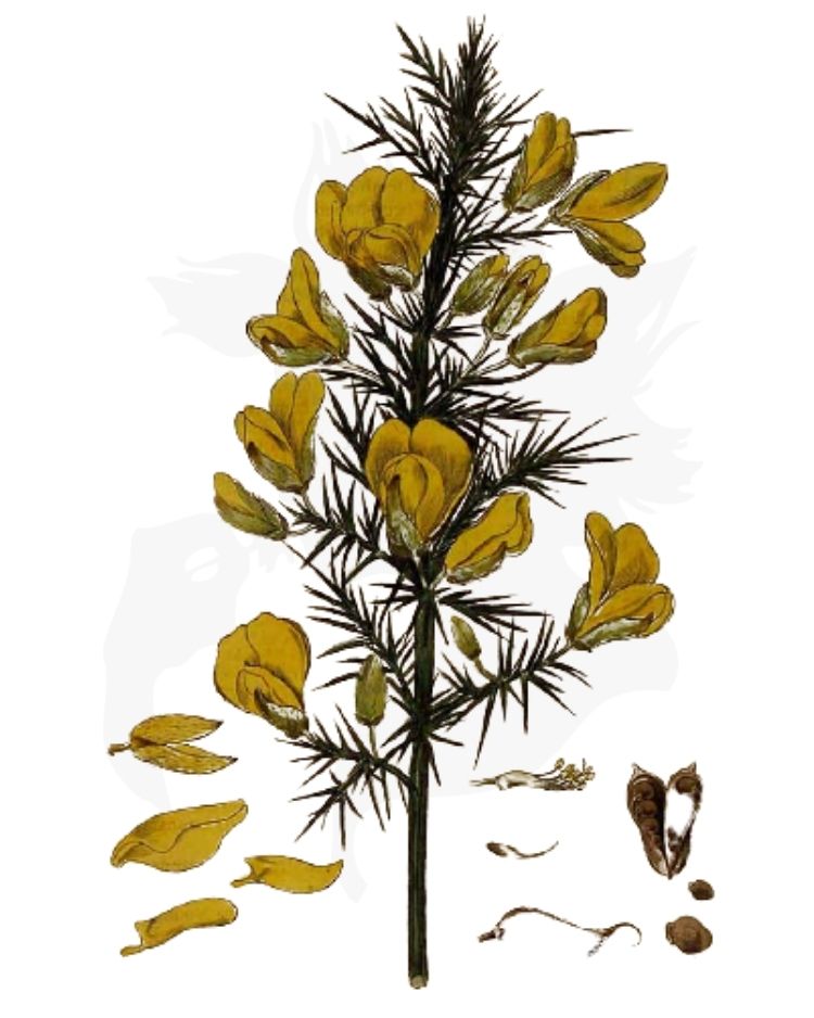 Gorse - A Foraging Guide to Its Food, Medicine and Other Uses