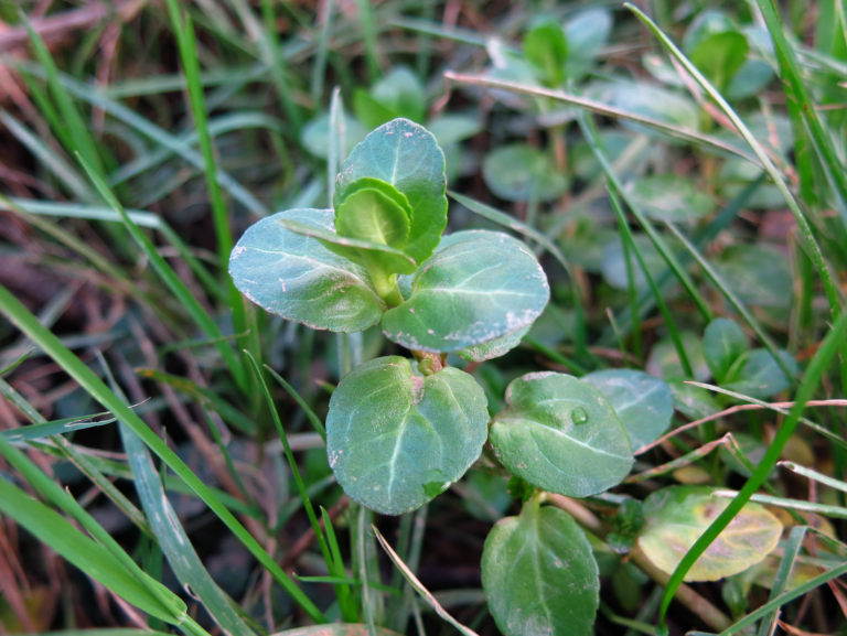 Brooklime - A Foraging Guide to Its Food, Medicine and Other Uses