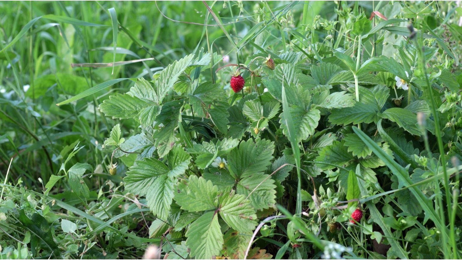 What To Forage In July - The Best Wild Food Plants To Harvest