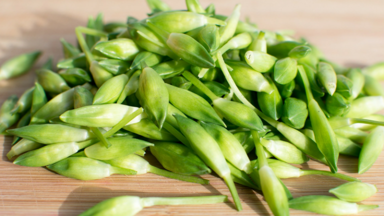 Wild Garlic (Ramsons) – Robin Harford from Eatweeds